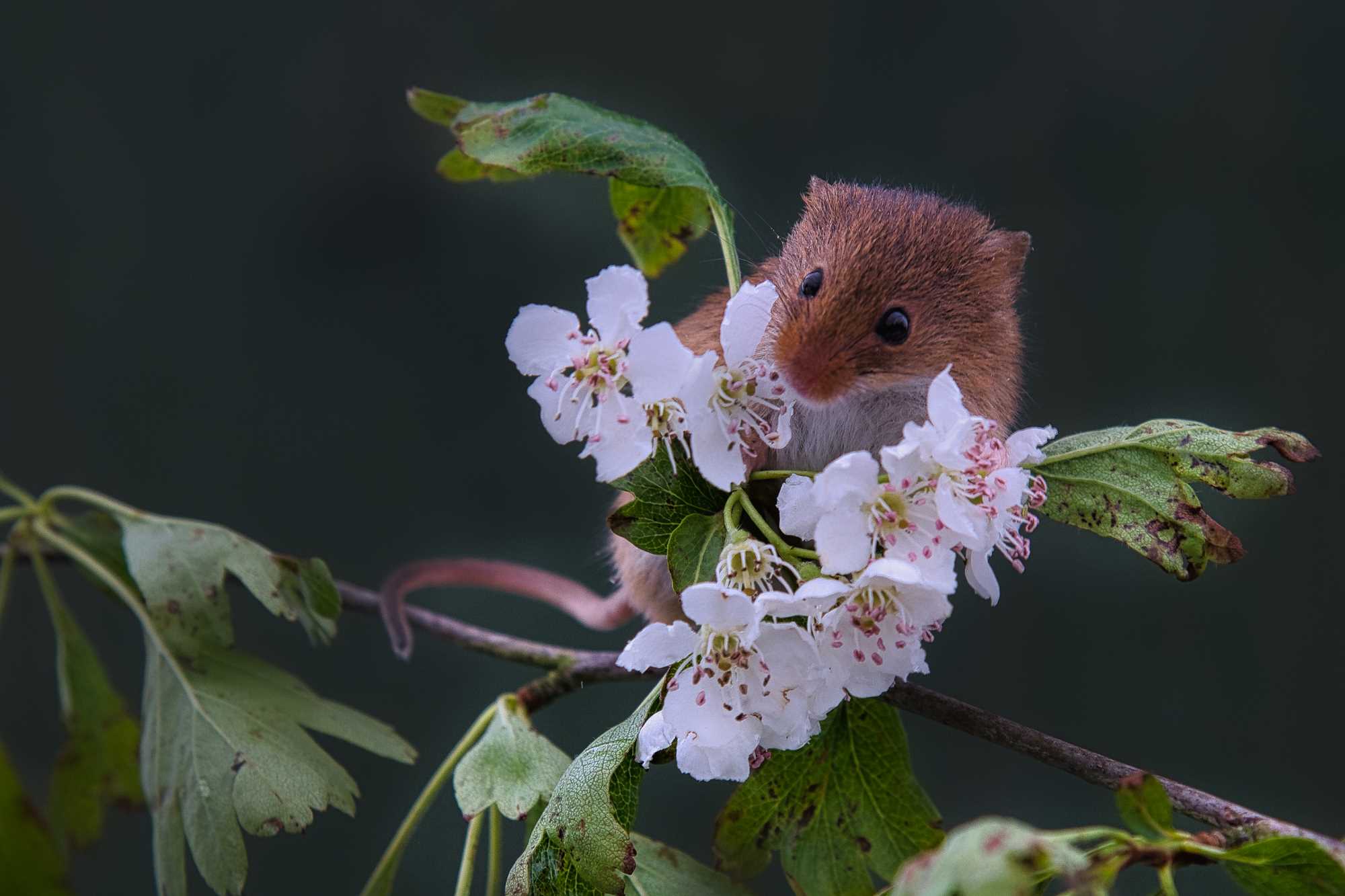 Tim Sanders - Group 29 - PSA Digital Dialogue